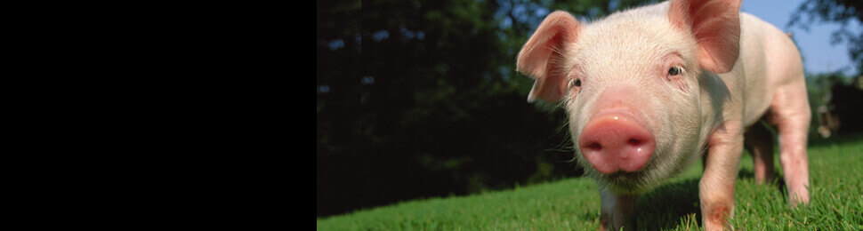 Animals Used for Food | PETA