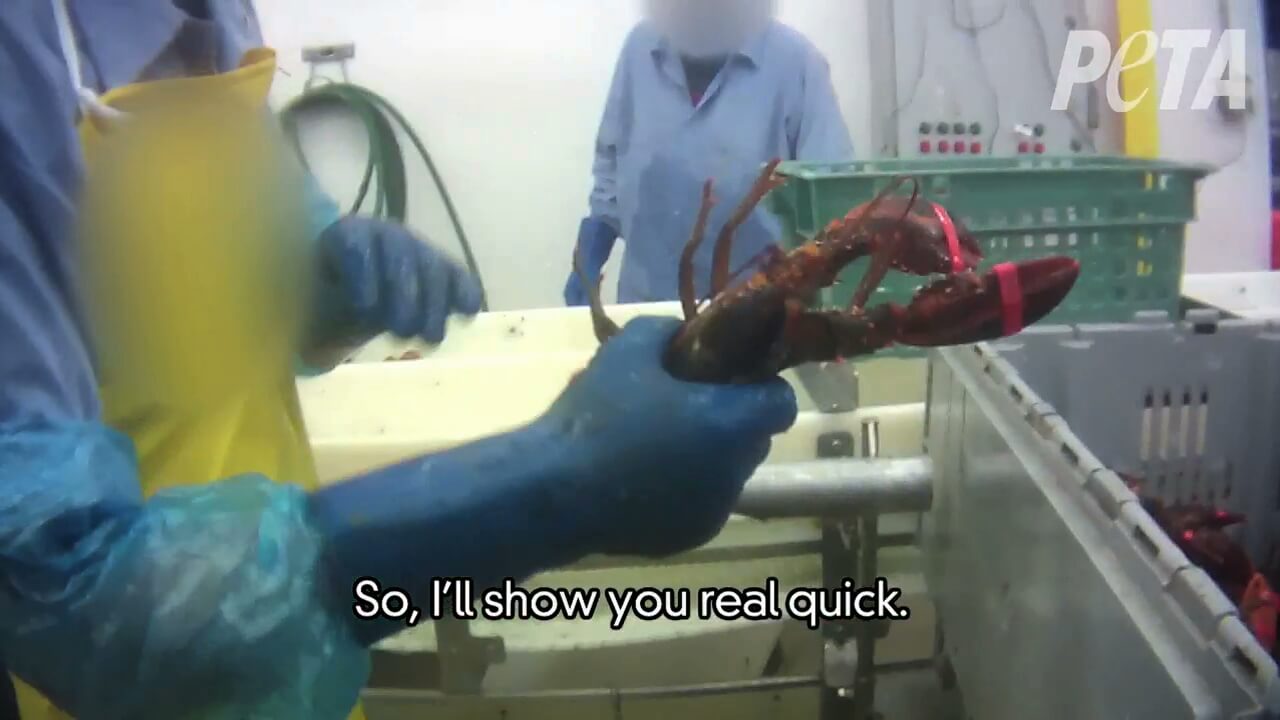 13 GIFs That Will Destroy What You Know About 'Seafood' | PETA