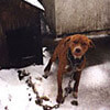 Helping an Individual Chained Dog | PETA