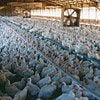 The Chicken Industry | PETA