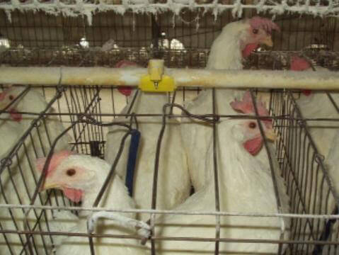 PETA Investigation of Industrial Egg Farming | PETA