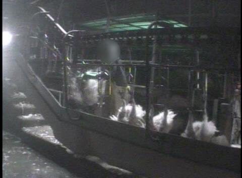 North American Turkey Slaughterhouse | PETA