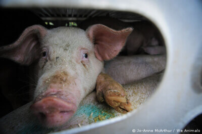 16 Photos That Will Change Your Mind About Eating Meat | PETA