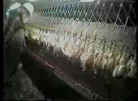 Meet Your Meat in 30 Seconds | PETA