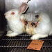 Answers to Common Arguments for Animal Testing | PETA