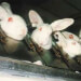 Skin Irritation and Corrosion | PETA