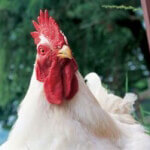 The Hidden Lives of Chickens | PETA