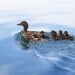 The Hidden Lives of Ducks and Geese | PETA