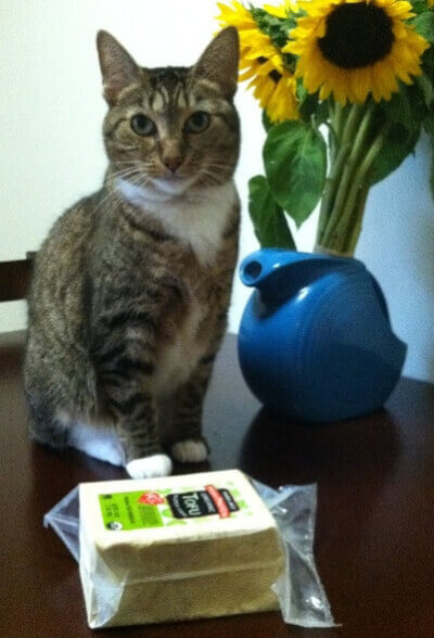 Cats Versus Tofu (Photos) | PETA