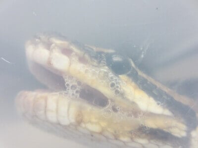 9 Reasons Why Buying a Snake Is a Terrible Idea | PETA