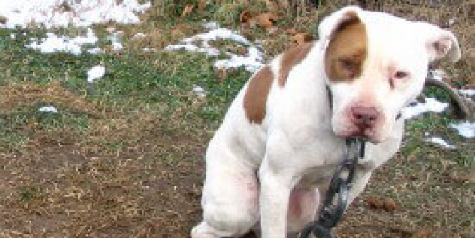 Help a Cold Dog This Winter! | PETA