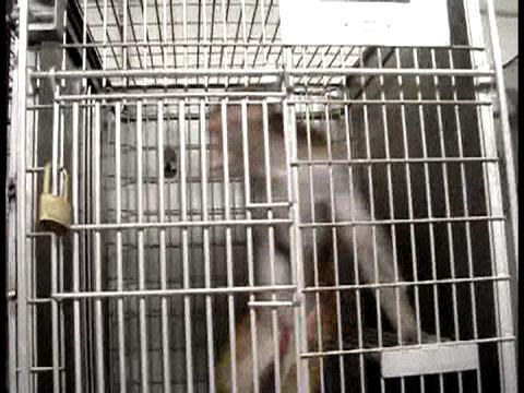 PETA Undercover Investigation at Oregon National Primate Research ...