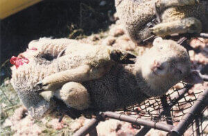 Mulesing by the Wool Industry | PETA