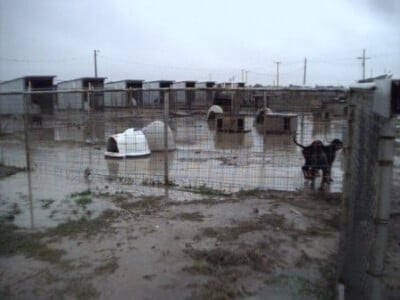 Hoarders Hurt Animals | PETA