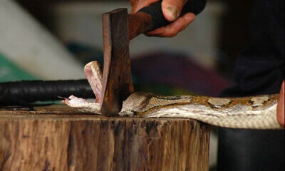 This List Will Change How You Feel About Snakes | PETA