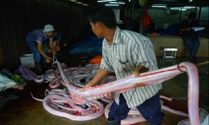 This List Will Change How You Feel About Snakes | PETA