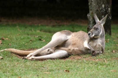 These 10 Animals Are Keeping a Secret From You (Photos) | PETA