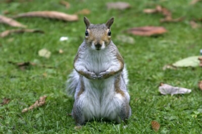 These 10 Animals Are Keeping a Secret From You (Photos) | PETA