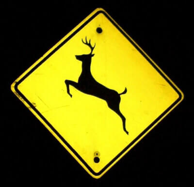 Don't Buck Safety—Tips to Avoid Deer-Vehicle Collisions | PETA