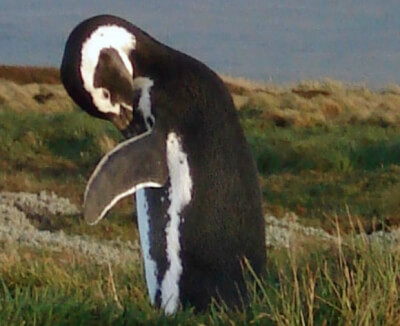 Nine Facts You May Not Know About Penguins | PETA