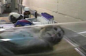Primates in Laboratories | PETA