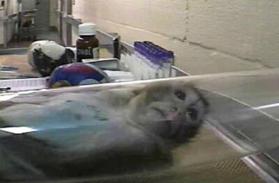 Primates in Laboratories | PETA