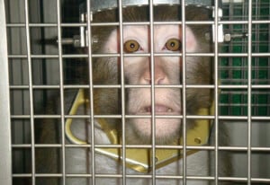 Primates in Laboratories | PETA