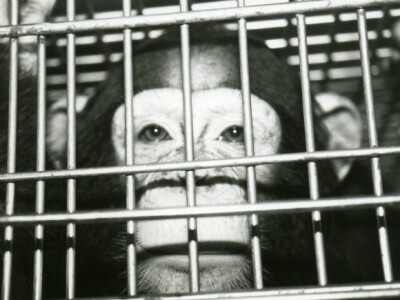 Chimpanzees in Laboratories | PETA