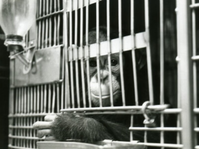 Chimpanzees in Laboratories | PETA