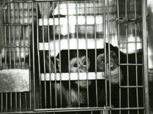 Chimpanzees in Laboratories | PETA