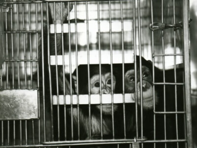 Chimpanzees in Laboratories | PETA