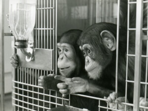 Chimpanzees in Laboratories | PETA