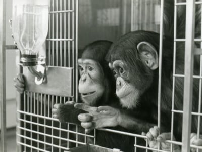 Chimpanzees in Laboratories | PETA