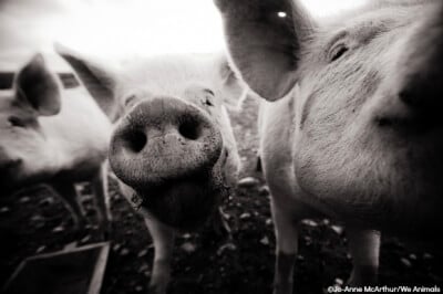 Why Pigs Should Be Friends, Not Food | PETA