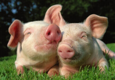 Why Pigs Should Be Friends, Not Food | PETA