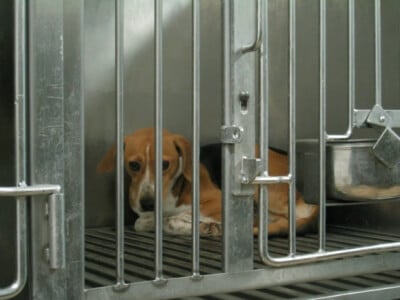 Dogs in Laboratories | PETA
