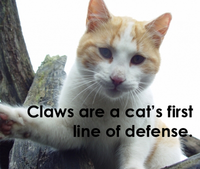 8 Reasons Why You Should Never Declaw Your Cats | PETA