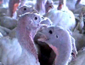 Meet Your Meat: Turkeys | PETA