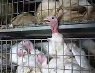 Butterball's House of Horrors | PETA