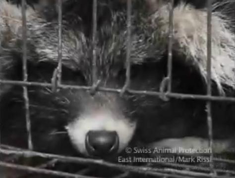 A Shocking Look Inside Chinese Fur Farms | PETA