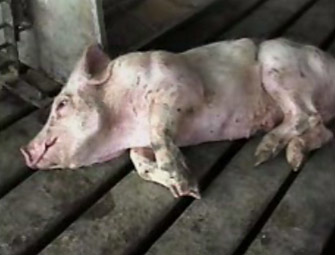The Suffering of Pigs on Factory Farms | Videos | PETA