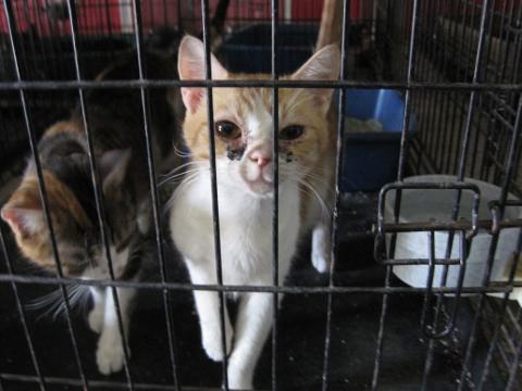 Sacred Vision Animal Sanctuary Hoarding Investigation (peta2) | PETA