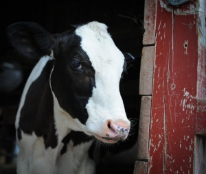 Here Are 11 Reasons Why Milk Is Bad for You | PETA Living