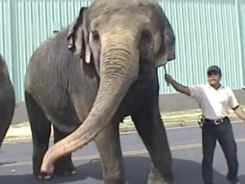 Ringling Bullhook Elephant