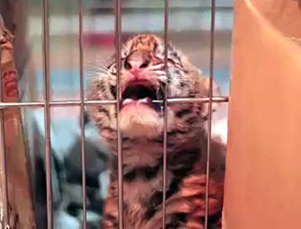 To Animals, It's Not Entertainment | PETA