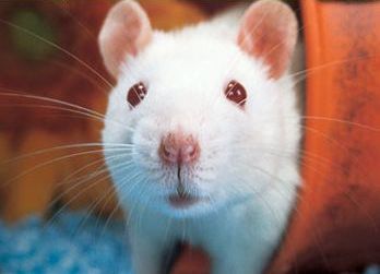 'Who Cares About Mice and Rats?' | PETA