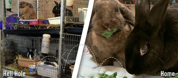 Lucy and Peggy: From Hoarding Hellhole to Home | PETA