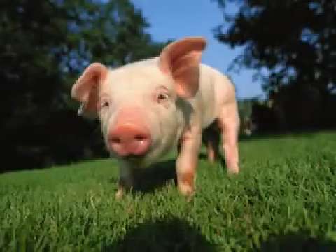 Cute Farmed Animals (peta2) | PETA