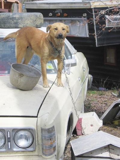 Why Chained Dogs Attack | PETA