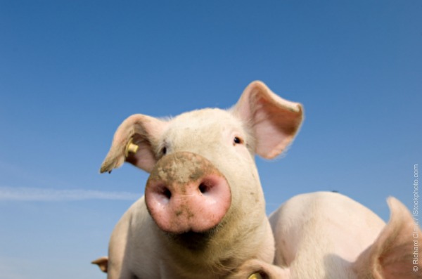 Top Ten Fascinating Facts About Pigs | PETA